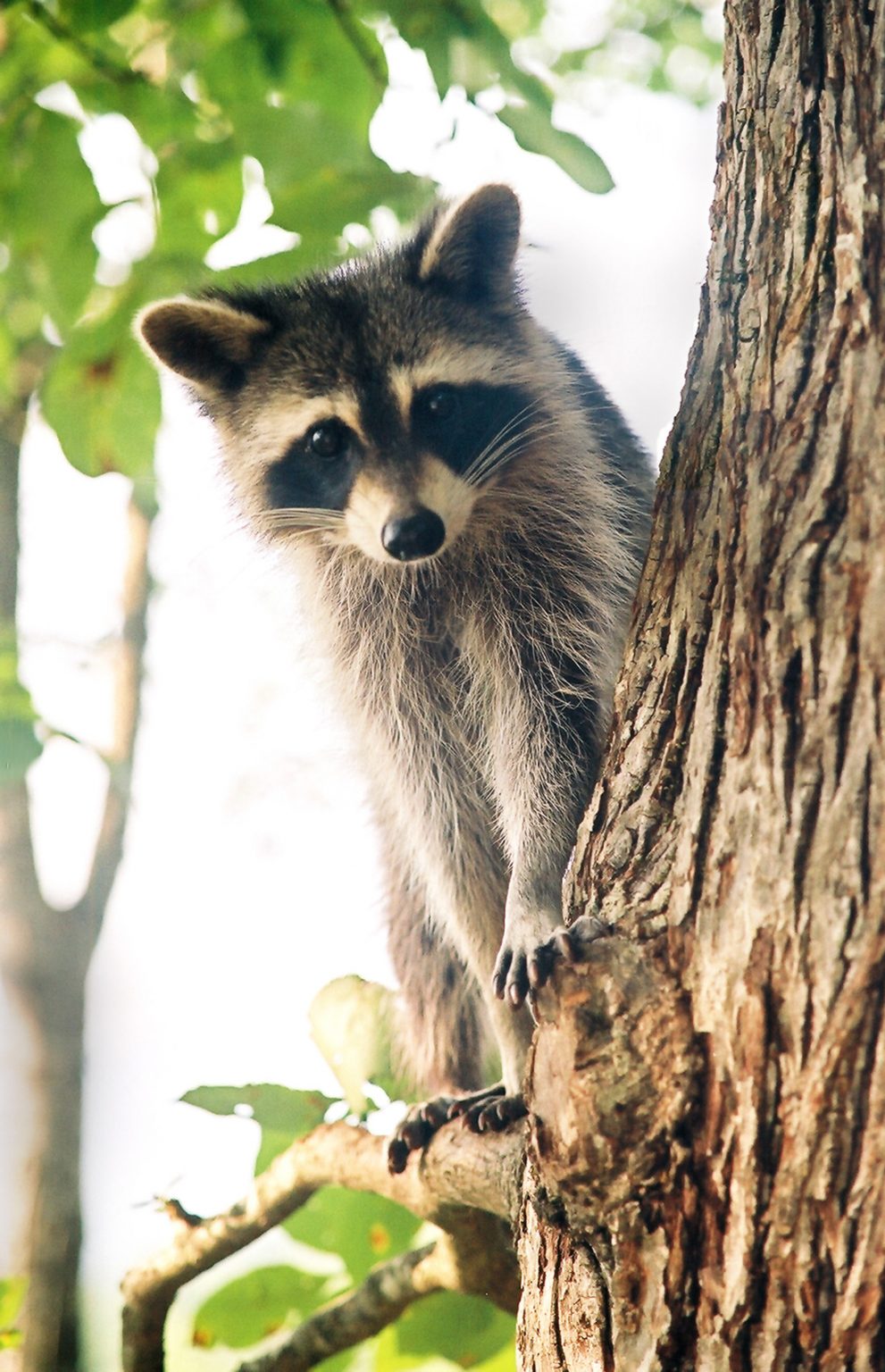 About Peter McIntosh – Peter McIntosh Photography